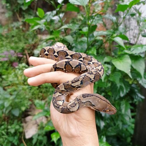 Jual ular reticulatus baby - Kab. Bogor - Satwa Sakti | Tokopedia