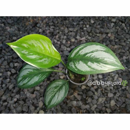 Jual scindapsus officinalis - Kota Tangerang Selatan - abbyflora ...