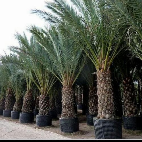 Jual Tanaman PoHon KurMa/PoHon KurMa BeSaR - Kab. Bogor - .... . TUTUP ...