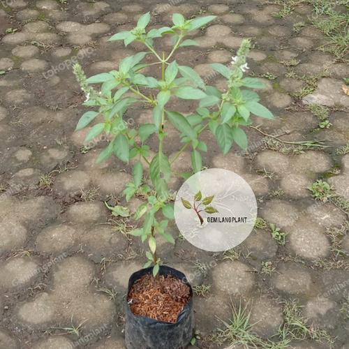 Jual Bibit Pohon Suraung / Tanaman Surawung / Daun Kemangi / Herbal ...