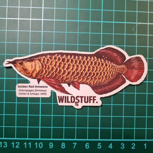 Jual STICKER AROWANA RED TAIL GOLDEN RTG - Jakarta Barat - FISHOWNER ...