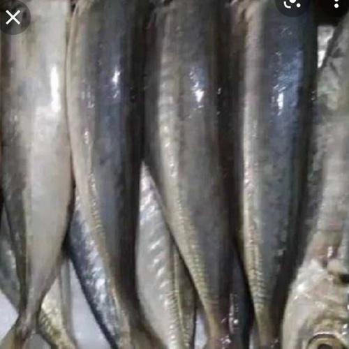 Jual Ikan dencis 500gr - Kota Medan - dapuribumedan | Tokopedia