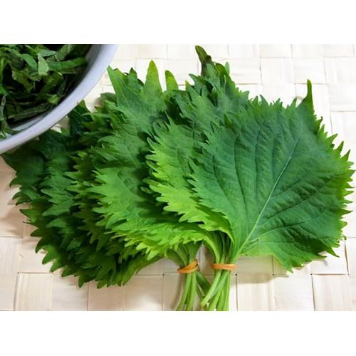 Jual DAUN SHISO/PERILLA/OBBA/SESAME LEAF ORGANIK - Jakarta Barat ...