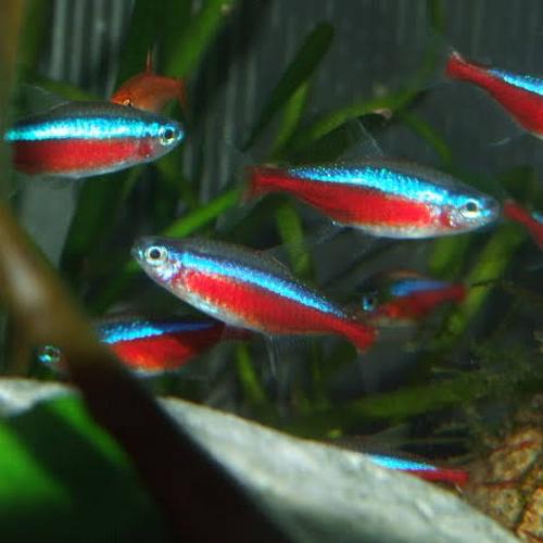 Jual cardinal tetra/ikan hias aquascape - Kota Depok - Babeh_shop_fish2 ...