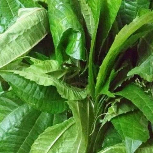 Jual Daun Poh-Pohan Segar 1 ikat (lalapan) - Kota Bandung - Rumbo Sayur ...