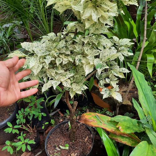 Jual POHON BONSAI TEH TEHAN VARIEGATA - Kab. Bogor - Taman modern ...