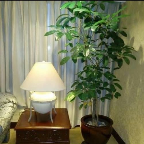 Jual pohon Walisongo tanaman indoor Walisongo tinggi 1 meter - Kota ...