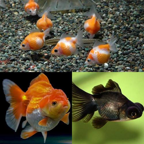 Promo Ikan Hias Mas Koki Mutiara / Oranda / Black Moor - Black Moor ...
