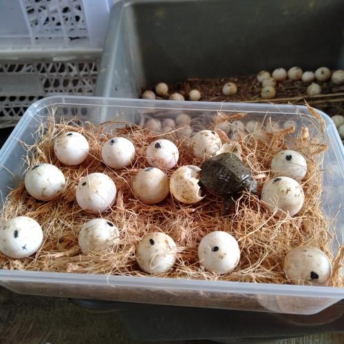 Jual mainan edukasi telur bulus sungguhan bisa menttaskan - Kab ...