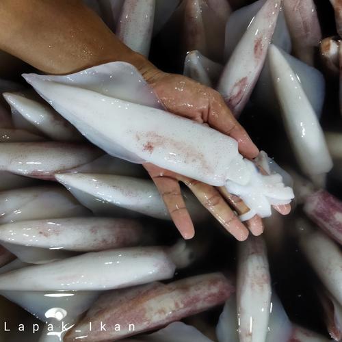 Jual Cumi Bangka Cumi Telur Segar Seafood SEGAR Harian Dan BERGARANSI ...