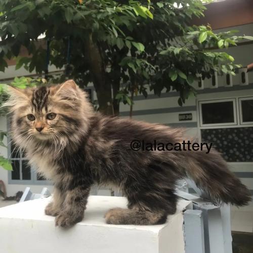 Jual kucing kitten umur 3 bulan Mainecoon x norwegian - Kota Depok ...
