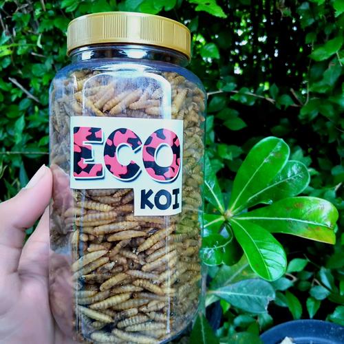 Promo Pakan Magot BSF maggot kering untuk badan bulky dan warna Siroji ...
