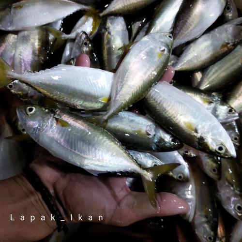 Jual Ikan Kembung Ikan Baby Kembung Harian Segar Dan BERGARANSI 1Kg ...