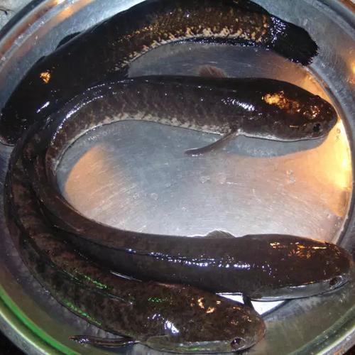 Jual Ikan Gabus Mati Segar Ikan Harian Segar Dan BERGARANSI 1Kg ...