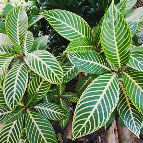 Jual Tanaman hias cacak gading atau tanaman zebra - Jakarta Pusat ...