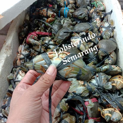 Jual Bibit Kepiting untuk budidaya pembesaran dan penggemukan ...