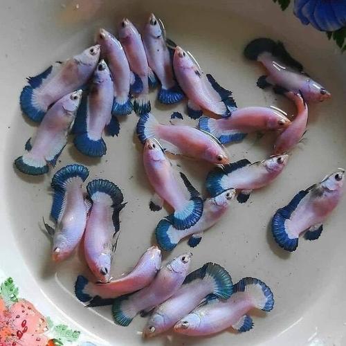 Jual ikan cupang female blue rim - Kota Surabaya - abizard aquafish ...