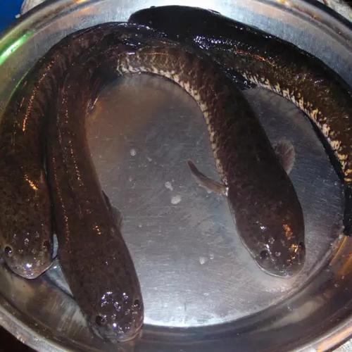 Jual Ikan Gabus Hidup Live Ikan Harian Segar Dan BERGARANSI 1Kg ...