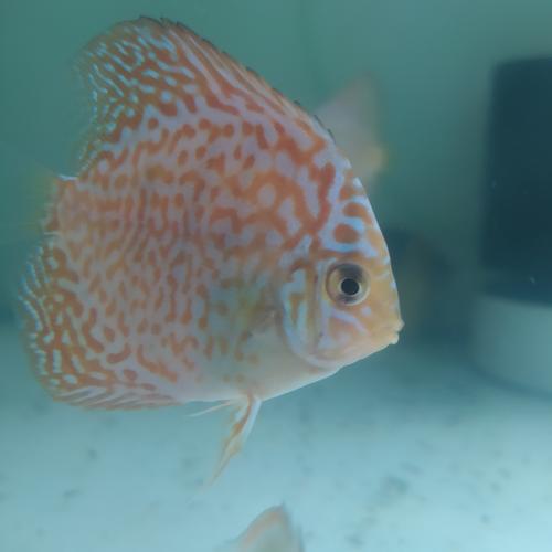 Jual discus mozaik - Kab. Bogor - SNW discus | Tokopedia