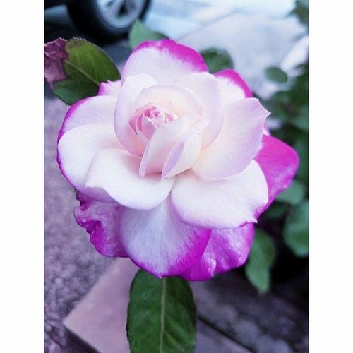 Jual BIBIT TANAMAN HIAS BUNGA MAWAR WHITE BLOSSOM - Kab. Bogor ...