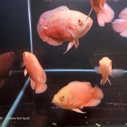Jual Oscar Paris albino red Chilli - Kab. Bekasi - Rara Aquatic | Tokopedia