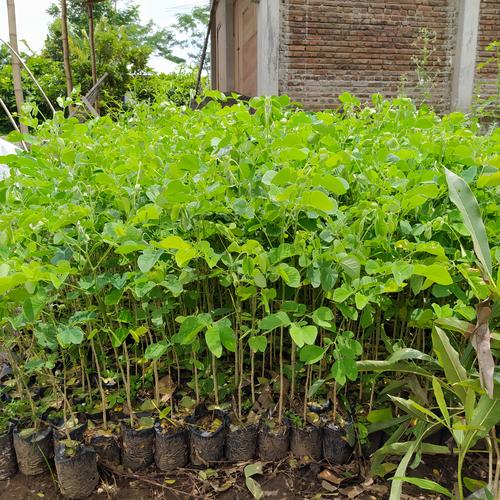 Jual bibit tanaman pohon trembesi - Kota Tangerang Selatan - MUTIARA ...