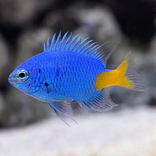 Jual ikan blue star laut - Jakarta Timur - Lulujannah betta | Tokopedia
