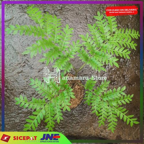 Promo Tanaman hias pakis gajah atau pakis angiopterisevenca - Pakis ...