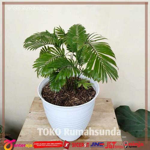 Jual TANAMAN PALEM PARIS MINI / TANAMAN HIAS PALEM - Kab. Pangandaran ...