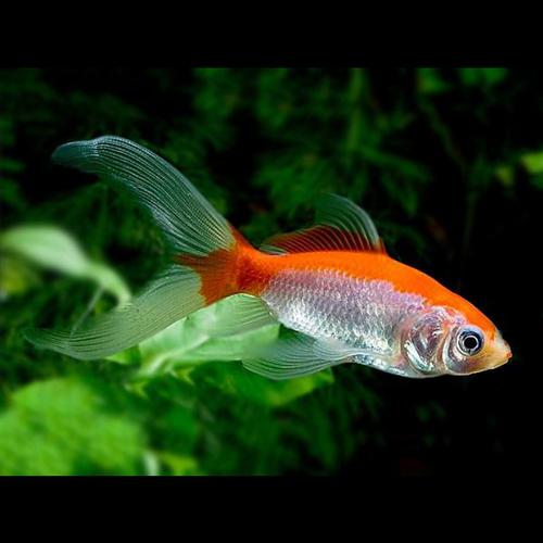 Jual Ikan Mas Komet Slayer - Ikan Hias Aquascape dan Kolam - Gratis ...