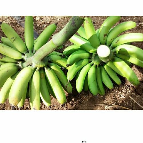 Jual BUAH PISANG GOROHO MENTAH 1 SISIR - Kab. Minahasa Utara ...