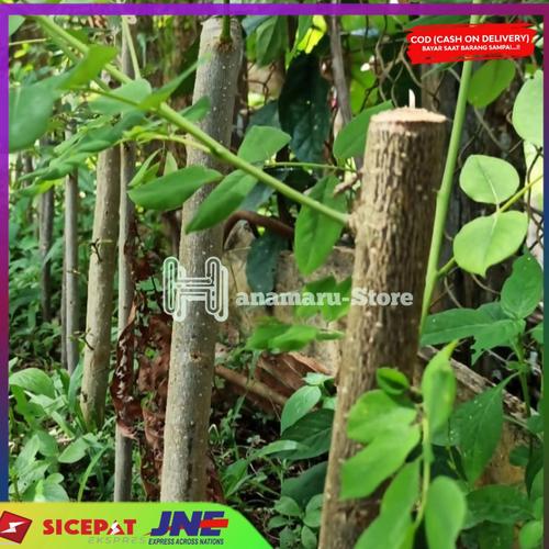 Jual Bibit pohon gamal atau tanaman gamal tinggi 1 meter - Jakarta ...
