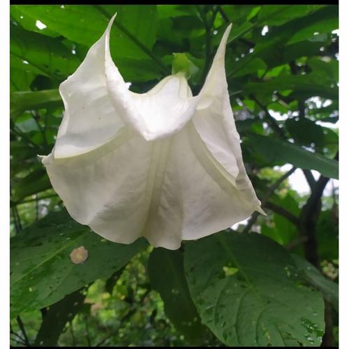 Jual Bunga Kucubung Kecubung Atau Terompet - Kota Tangerang - Tumbuhan ...