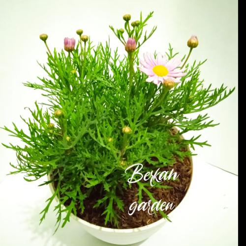 Jual Tanaman Hias Bunga Daisy / warna ungu - Putih - Kab. Bandung Barat ...