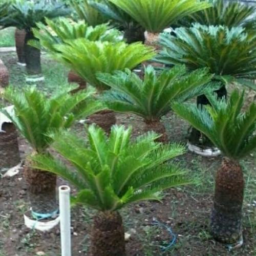 Jual Tanaman Hias Pohon Sikas 1 Meter Besar Rimbun / Pakis Haji / Cykas ...