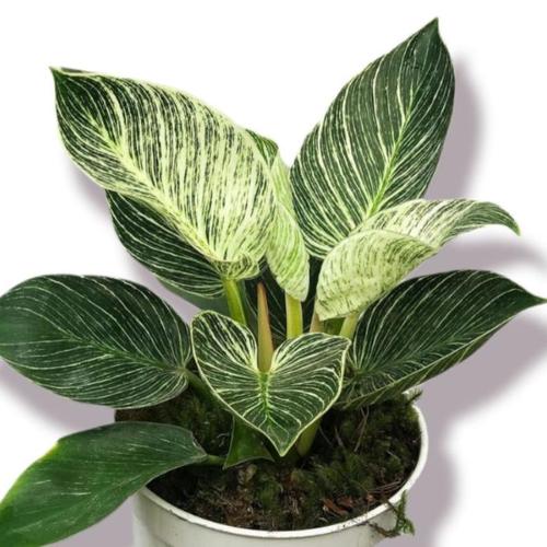 Jual ORIGINAL Philo birkin ( tanaman hias philodendron birkin ) bisa ...