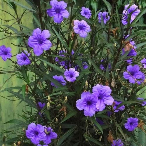 Jual Tanaman Hias Ruellia Ungu - Kencana Ungu - Ruelia Ungu - Kab ...