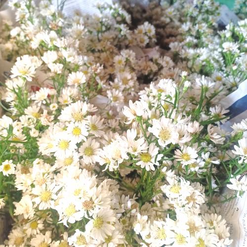 Jual Bunga Tangkai Peacock / Bunga Makam / Bunga Pesta - Putih, 5 ikat ...