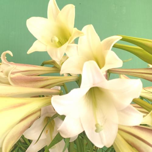 Jual Bunga Tangkai Lili Asli Cantik per kelopak - 3 kelopak - Kota ...