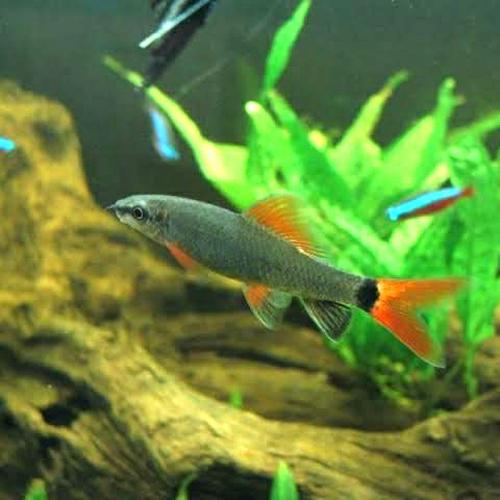 Jual ikan hias redfin shark - Kota Medan - fuzita fish | Tokopedia