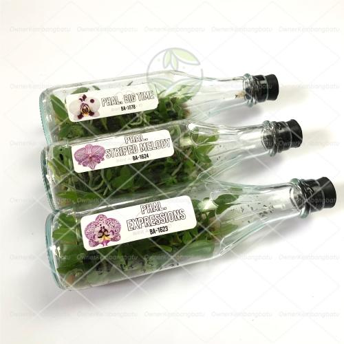 Jual Benih Anggrek Bulan Botolan Murah Import Bunga Jumbo - BA-1623 ...
