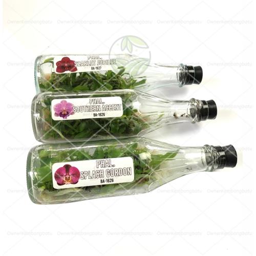 Jual Bibit Anggrek Bulan Botol Primary Selfing Lidah Besar Import - BA ...