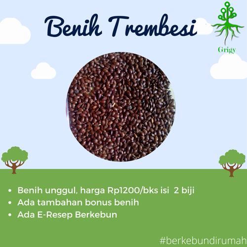 Jual BENIH TREMBESI, BIJI TREMBESI, TANAMAN TREMBESI - Kota Medan ...