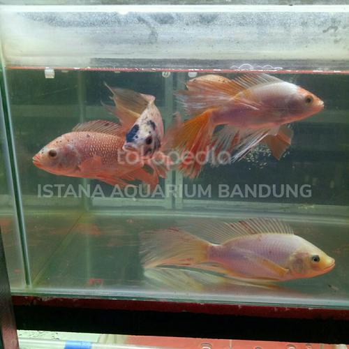 Jual ikan nila merah slayer - Kota Bandung - ISTANA AQUARIUM BANDUNG ...