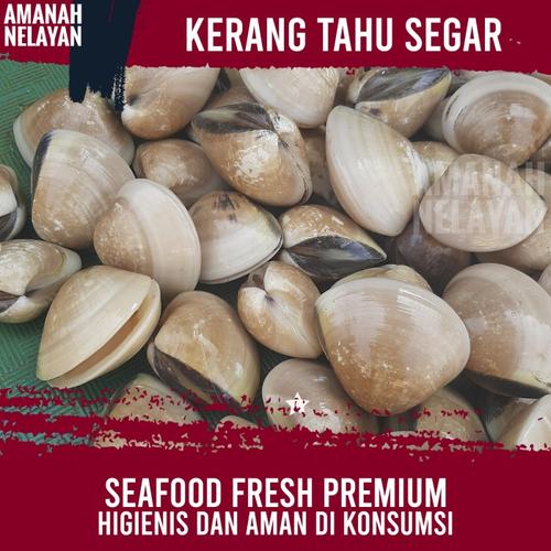 Jual Kerang Tahu Segar 1kg / Kerang Tahu Fresh / Kerang Kepa Segar ...