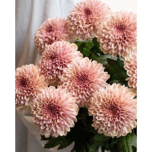 Jual BUNGA GOMPIE FRESH 10 Tangkai - Ungu - Jakarta Barat - Ciggy Store ...