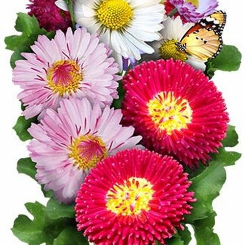 Jual 1 benih/seeds Super Enorma English Daisy Seeds unik banyak warna ...