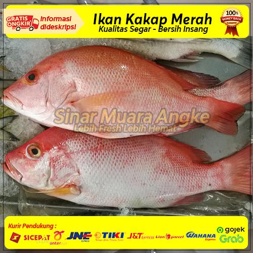Jual Ikan Kakap Merah Segar / Fresh Red Snapper - Jakarta Utara - Sinar ...