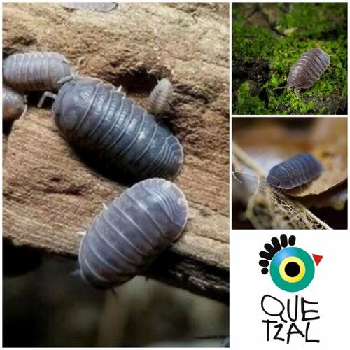 Jual Isopod Cubaris Murina/ Pill Bugs Isopod ( Cleaning Ceew ) - 10 ...
