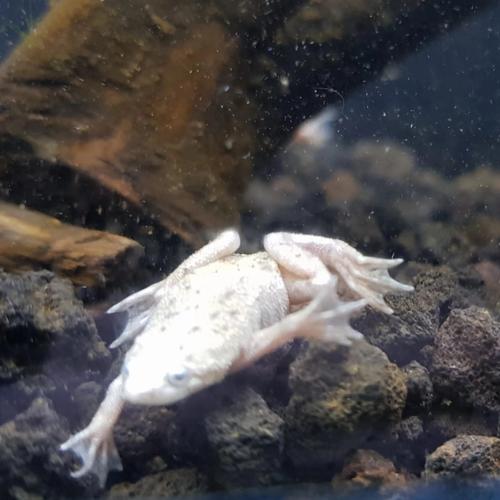 Jual Kodok Albino (African Albino Dwarf Frog) - Jakarta Selatan ...